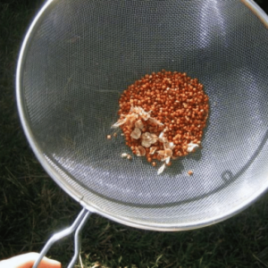 Essential Seed Cleaning Techniques and Equipment | Organic Seed ...